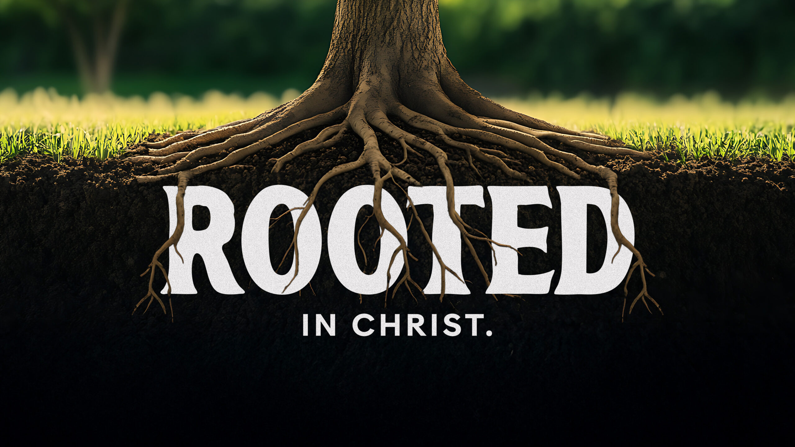Rooted In Christ LifeGroup Study Materials - Cottonwood Creek Church